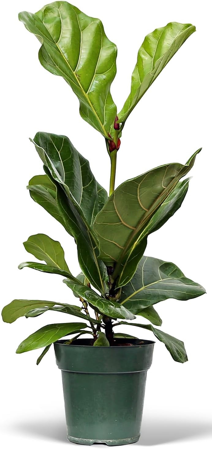 Live Ficus Lyrata, Fiddle-Leaf Fig, Christmas Gift for Co-Worker, Mom ...