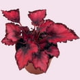 BubbleBlooms Harmony's Red Robin Begonia Rex, Painted-Leaf Unique ...