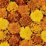 Expert Gardener (6 Pack) Marigolds Assorted Colors Live Plant Grower ...