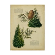 Eastern Red Cedar Facts