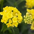Expert Gardener Gold Lantana Live Plant, 2.5 QT Grow Pot, Direct Sun ...