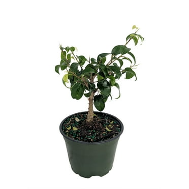 Fignominal Fig Tree - Ficus carica hybrid - 4" Pot - Walmart.com