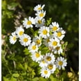 Earthcare Seeds Pyrethrum Daisy 50 Seeds Heirloom Open Pollinated ...