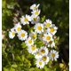 Earthcare Seeds - Pyrethrum Daisy 50 Seeds (Tanacetum/Chrysanthemum ...