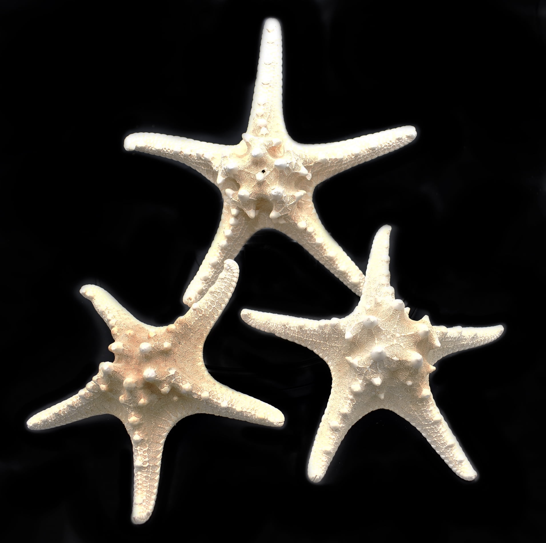 12 Pack: X-Large Knobby White Starfish 6"+ Beach Cottage Wedding Decor ...