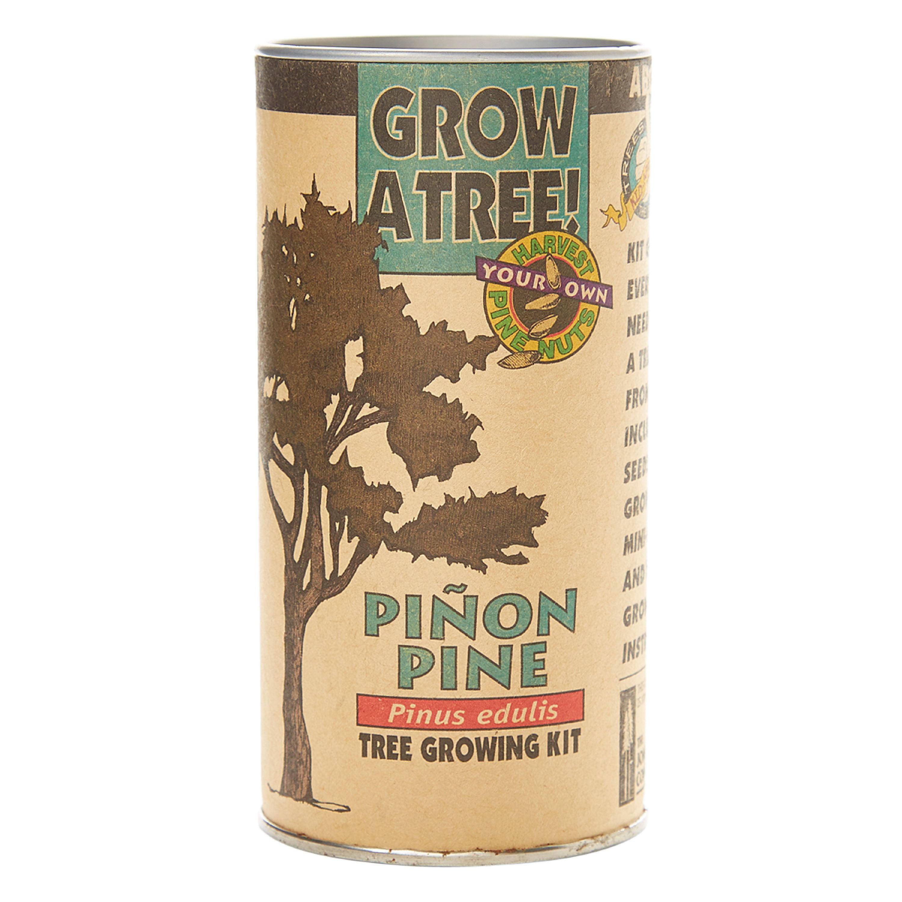 Pinon Pine | Tree Seed Grow Kit | The Jonsteen Company - Walmart.com