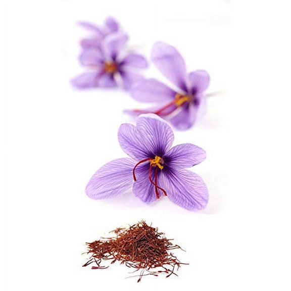 10 Saffron Crocus Bulbs-Fall Blooming, Grow Your Own Saffron Spice ...