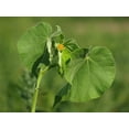 Velvetleaf Plant Seeds for Planting - 50 Seeds - Button Bush Plant ...