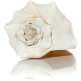 Seashell | 1 Off-White Polished Atlantic Whelk 7"-8" | Display & Beach ...