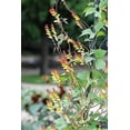 10 FIRECRACKER VINE Flower Mina Lobata Exotic Love Spanish Flag Ipomoea ...