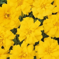 Marigold Seeds - Durango Series - Yellow - 100 Seed Packet - Tagetes ...