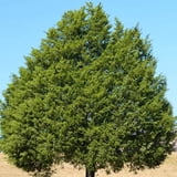 Southern Red Cedar Tree 3 Live Plants Juniperus virginiana Silicicola ...