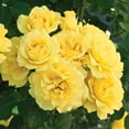 Heirloom Roses Yellow Rose Bush - Sparkle & Shine™ Floribunda , Live ...