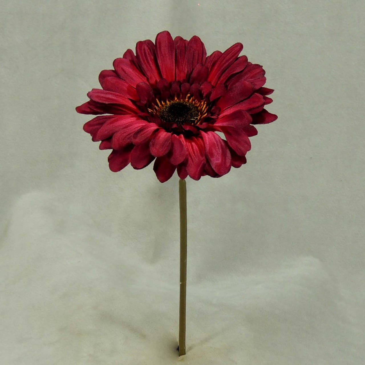 Single Daisy Flower With Stem
