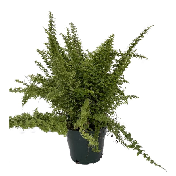 Austral Gem Fern