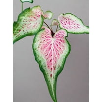 Blue Buddha Farm: Daydreamer Caladium (2 Bulbs) - Easy to Grow Indoor ...