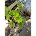 Pee Wee Dwarf Oakleaf Hydrangea - Live Plant ( 2.5 QT ) - Sun to ...
