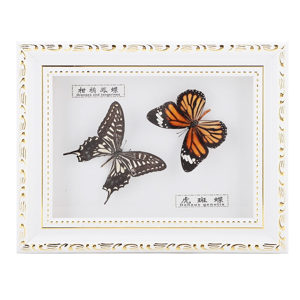 Click here for Nehlobo Butterflies Insect Specimen Photo Frame Cr... prices