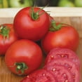 Burpee Early Treat Hybrid Tomato, Annual Vegetable Seed, 1-Pack, Full ...