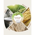 6 Inch Bulk Compostable Plates 500 Pack, White FSC Certified Heavy Duty ...