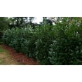 RedCrocus Skinny Skip' Cherry Laurel- Compact Evergreen Shrub for ...