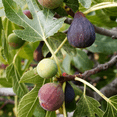 Celeste Fig Tree – 2 Gallon Bareroot Plants, Set of 2, Sweet “Sugar Fig ...