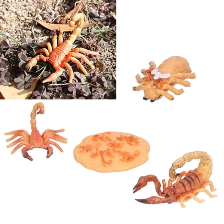 Stages Toy Of Scorpion, Safe Scorpion Life Stage Model Toys Stable For ...