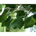 CZ Grain Hybrid Poplar Live Tree, Fast Growing Privacy or Shade Tree ...