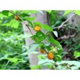 20 SALMONBERRY RUSSIAN RASPBERRY Rubus Spectabilis Fruit Seeds Purple ...