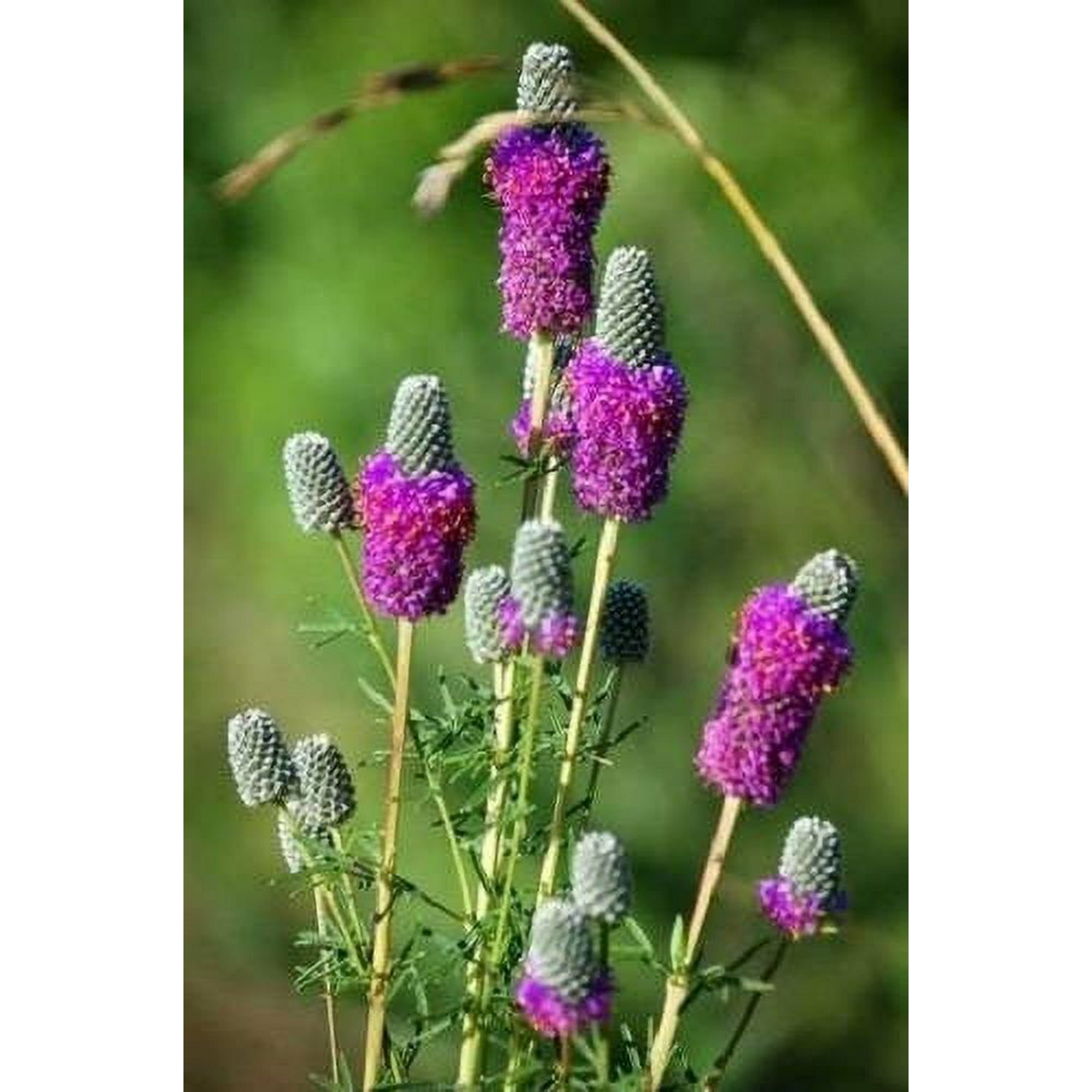 Click here for Seedville Usa 700 Purple Prairie Clover Dalea Purp... prices