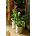Island Blooms 3 Quart Curcuma Pot, Live Plant - Walmart.com