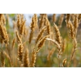 Seedville USA Sweet Vernal Grass Seeds, 150 Count, Vanilla Grass ...