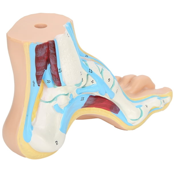 Modelo de pie normal, modelo de pie humano, modelo de pie de adulto ...