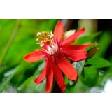 Red Passionflower Vine Seeds for Planting (10 Seeds) - Passiflora princeps - Walmart.com