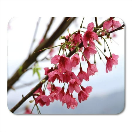 UPC 302422019609 - KDAGR The Beautiful Cheery Blossom and Its Blurred ...