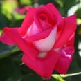 Heirloom Roses - Acapella® Hybrid Tea Rose Bush - Pink Rose Plant ...