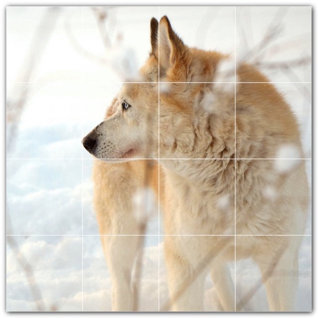 Picture-Tiles.com: Wolf Ceramic Tile Wall Mural WAL501244-44L. 32"W x ...