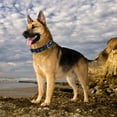 Blue Frog Track N Guard Protective GPS Tracking Dog Collar, Blue, Large ...