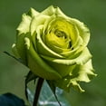 5 Green Rose Rosa Bush Shrub Perennial Flower Seeds - Fragrant Double ...