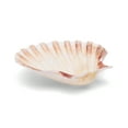 Nantucket Seafood Natural Baking Sea Shells, White, 4-Inch, Set of 4 ...