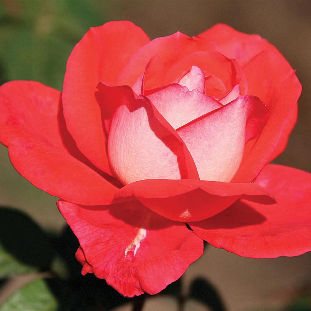 Heirloom Roses Rose Bush - Firefighter® Red Hybrid Tea , Live Rose ...