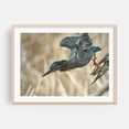 The Heron Strikes - Photography Wildlife Bird Nature Animal Scenic ...