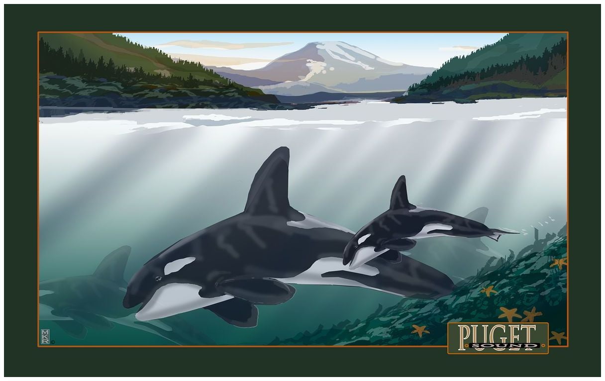 Puget Sound Orca Pod Travel Art Print Poster by Mike Rangner (24" x 36 ...