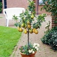 Home Shops USA 8 Pear Tree Bonsai Seeds, Fruit Bearing - Walmart.com