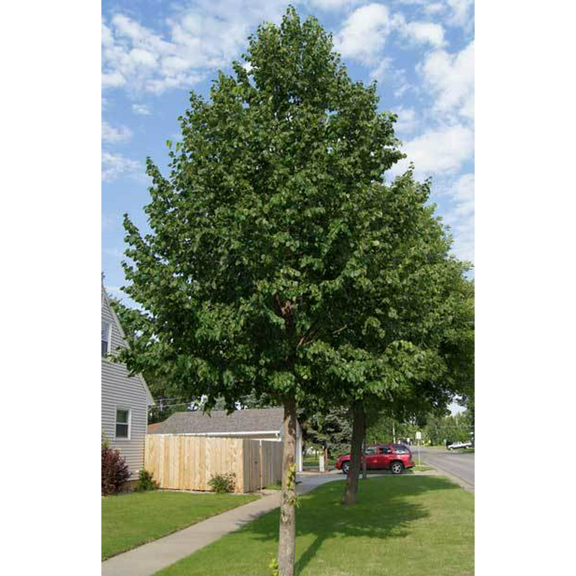 Hybrid Poplar Tree Growth Rate