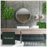 UltraHedge Privet Artificial Hedge 20" x 20" Panel, Medium Leaf 12 Pack ...