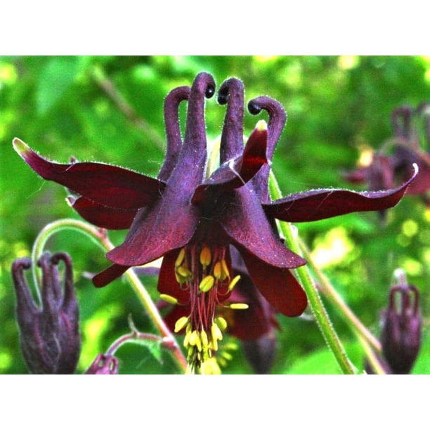 20 BLACK COLUMBINE Dark Columbine Aquilegia Atrata Deep Purple Flower ...