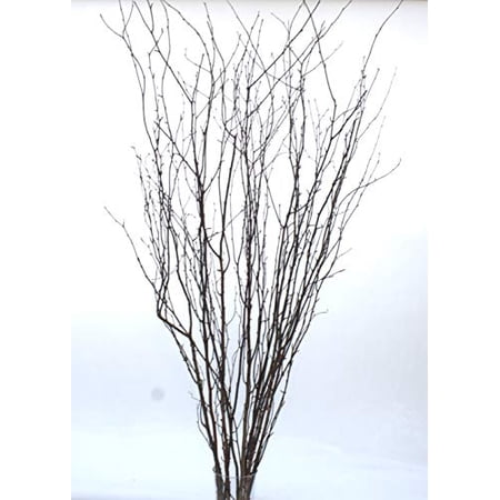 Green Floral Crafts - Natural Birch, 3-4 feet Tall, 24 Branches, Pods ...