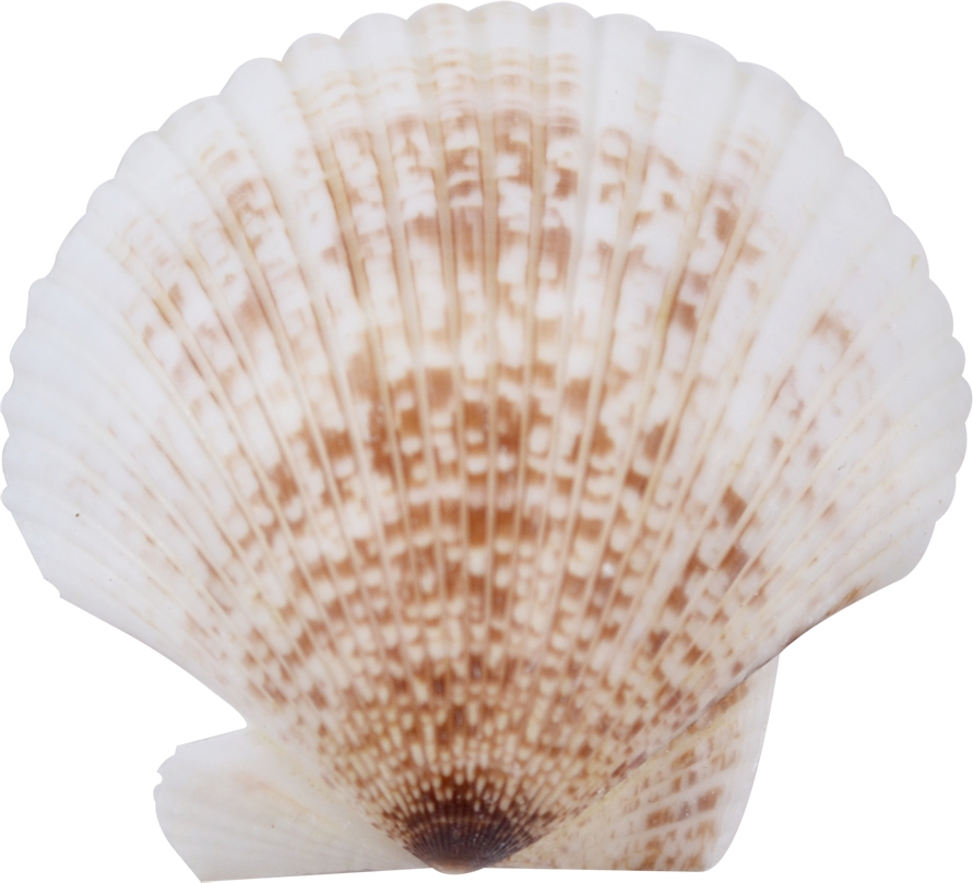 2 White Pecten Bulk Seashells Bag of Sea Shells 1.5-2.5" (1 Kilo) (Set ...