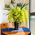 Giant Cymbidium For Planting Ideal for Gardening Deer Resistant ...
